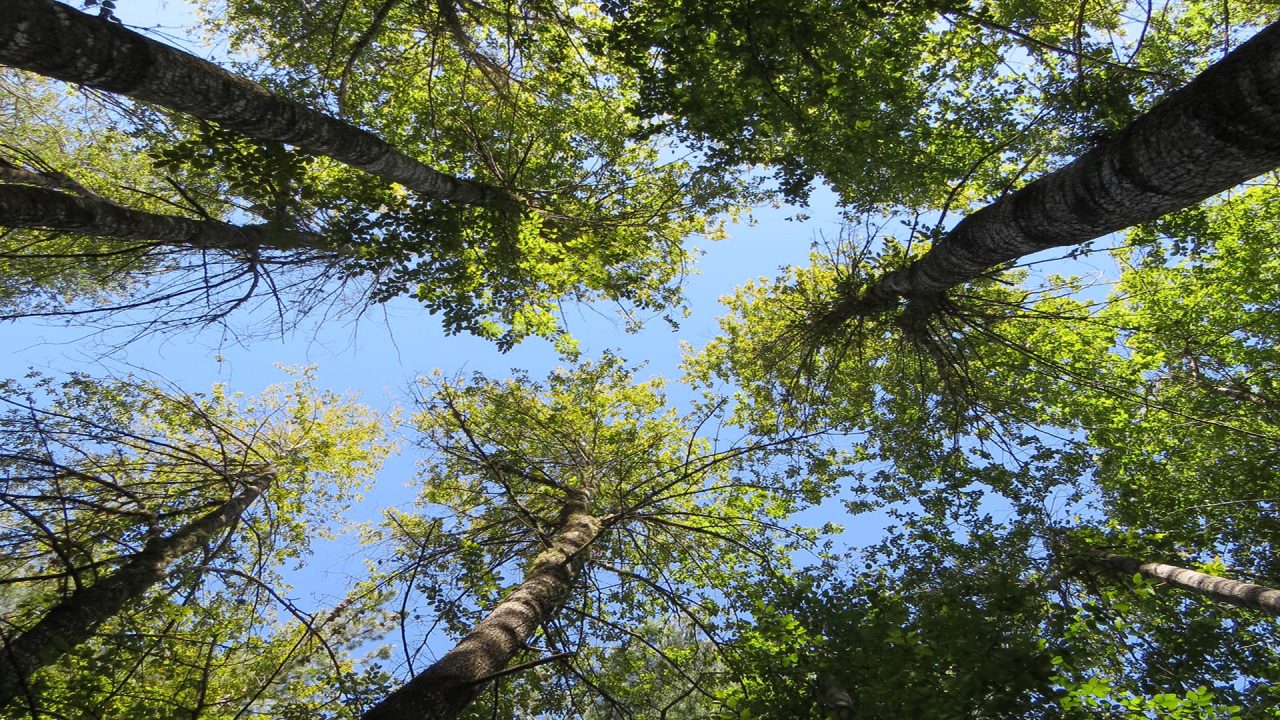 Ruil | Árbol único y Endémico de la Región del Maule y Chile, es la ...